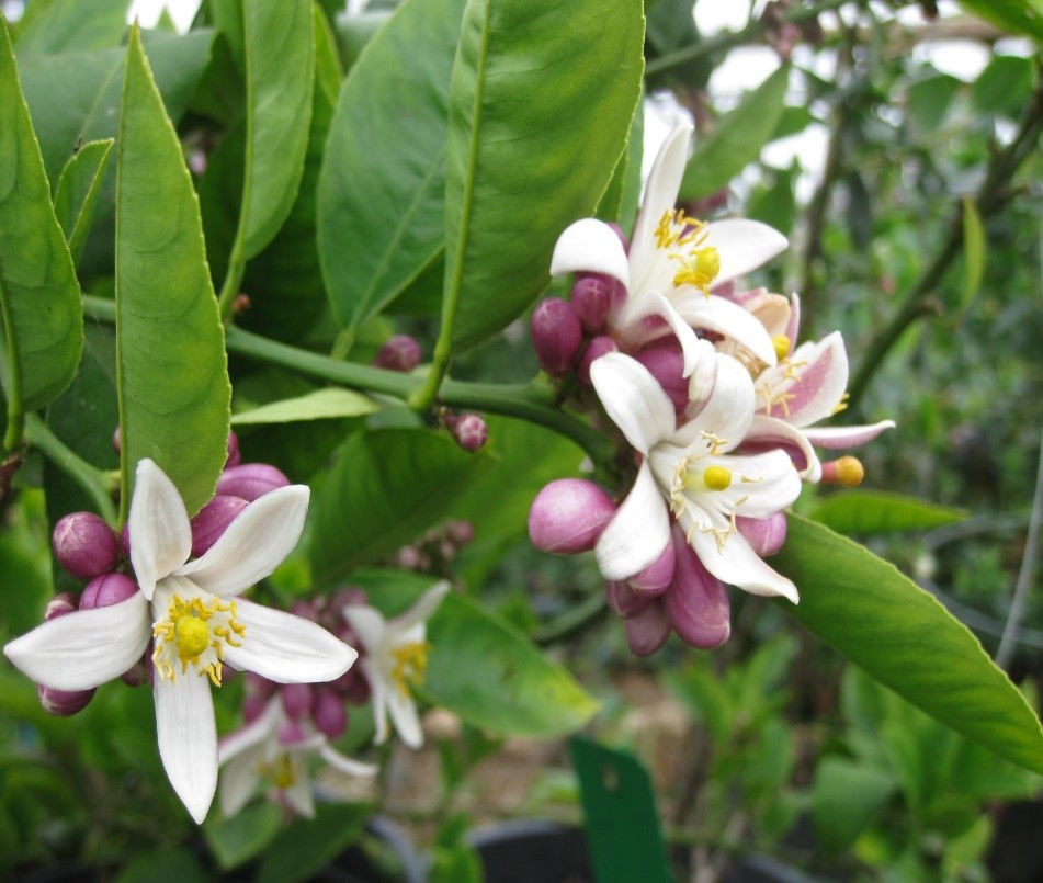 Backyard Flowering Trees and Plants – Plants and Beyond