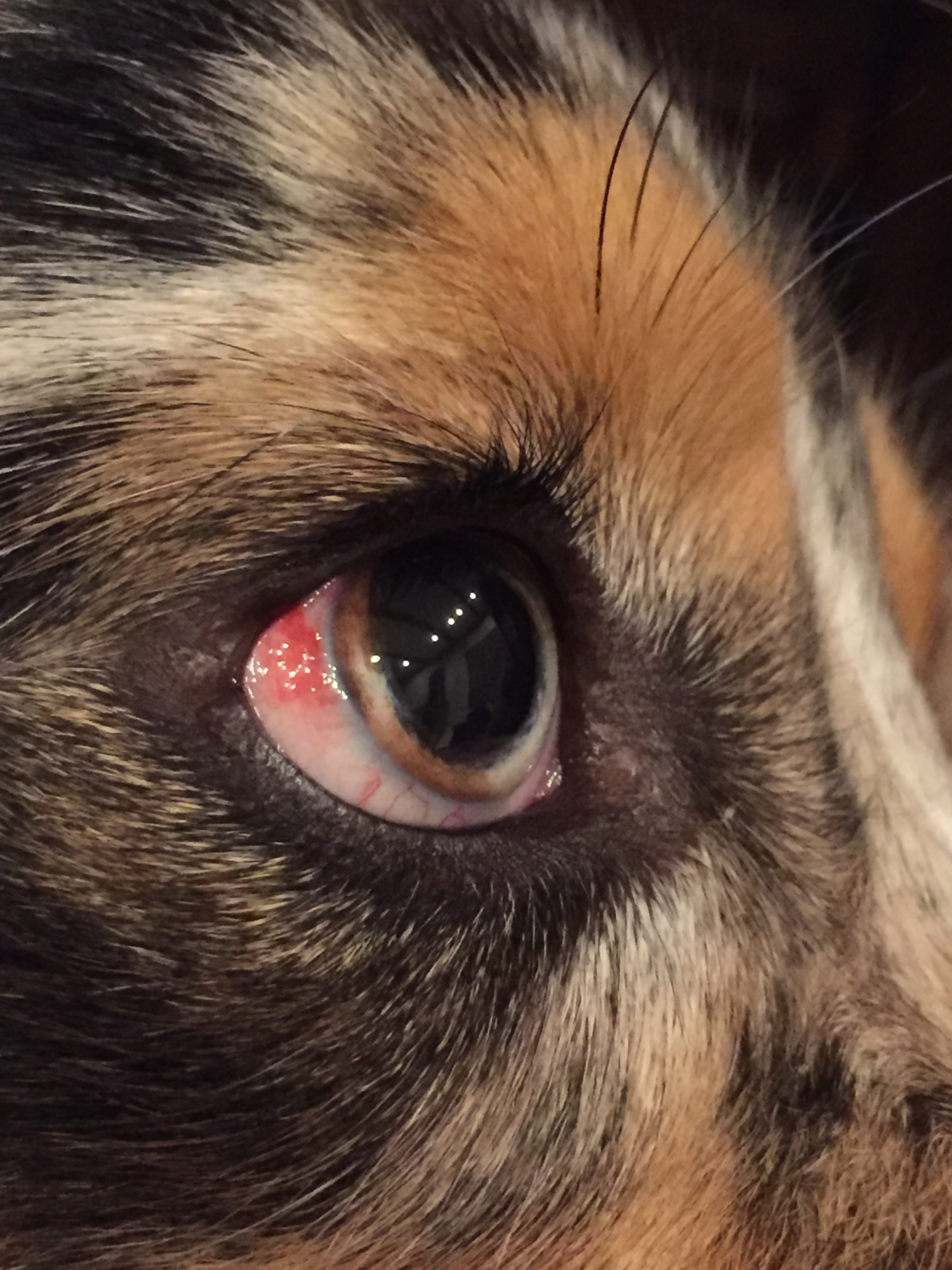 Chicken Bone Slayer, Puppy Zoe. – Plants and Beyond