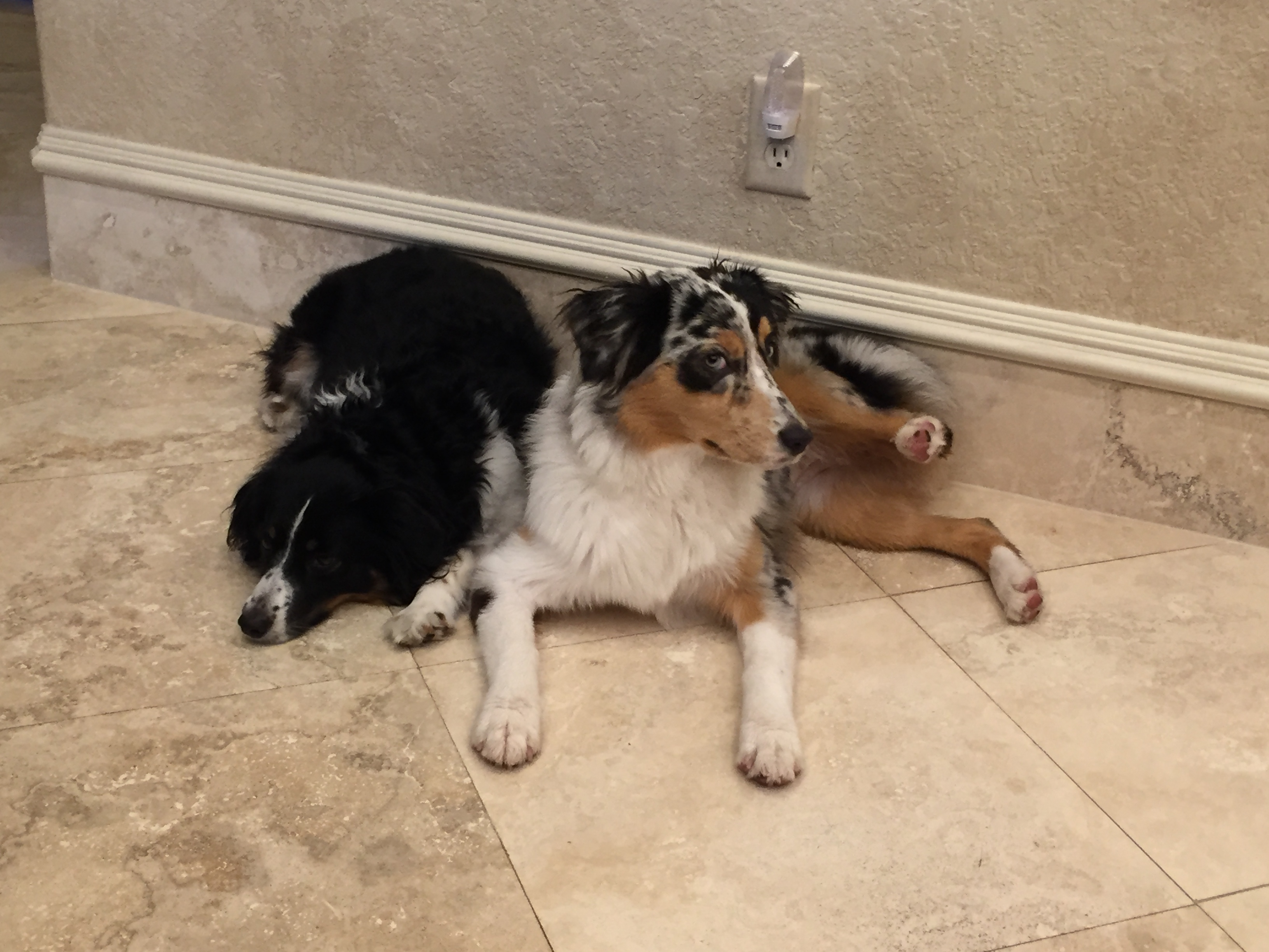 Chicken Bone Slayer, Puppy Zoe. – Plants and Beyond