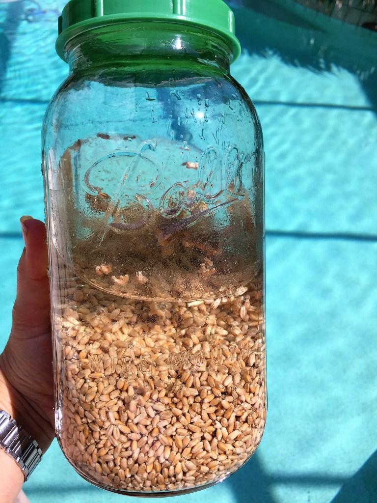 Grow Your Own Organic Sprouts – Plants and Beyond