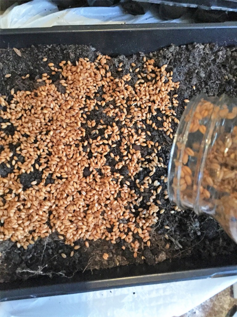 Grow Your Own Organic Sprouts – Plants and Beyond