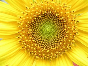 Fibonacci Sequence in Nature and Plants. – Plants and Beyond