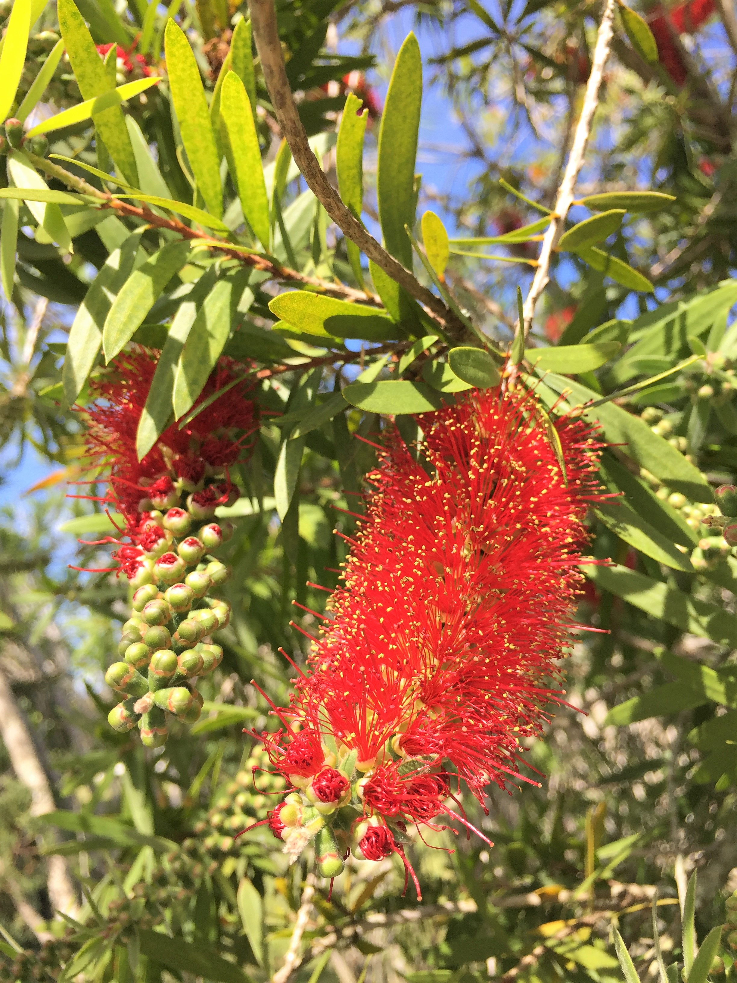 Bottle Brush Tree and Shrub – Plants and Beyond