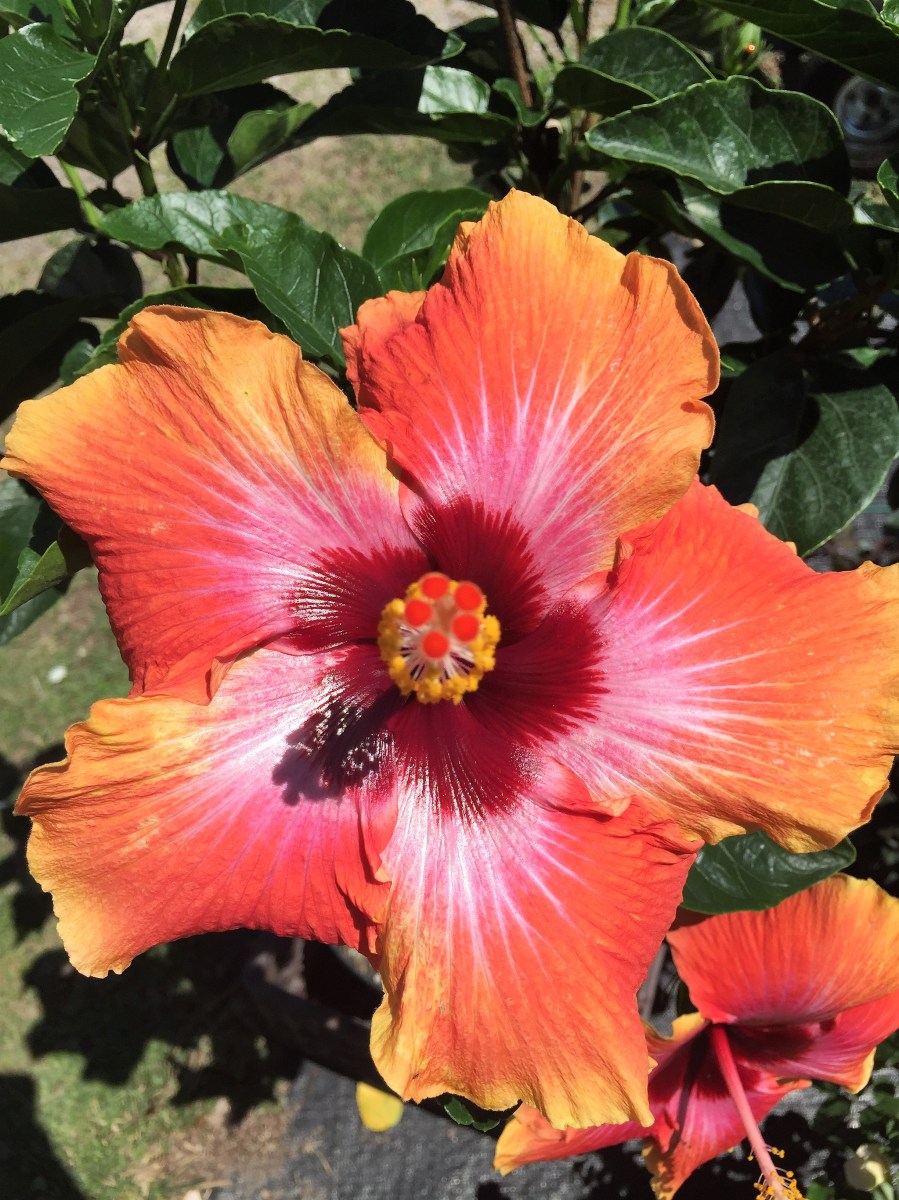 Fiesta Hibiscus 🌺 – Plants and Beyond