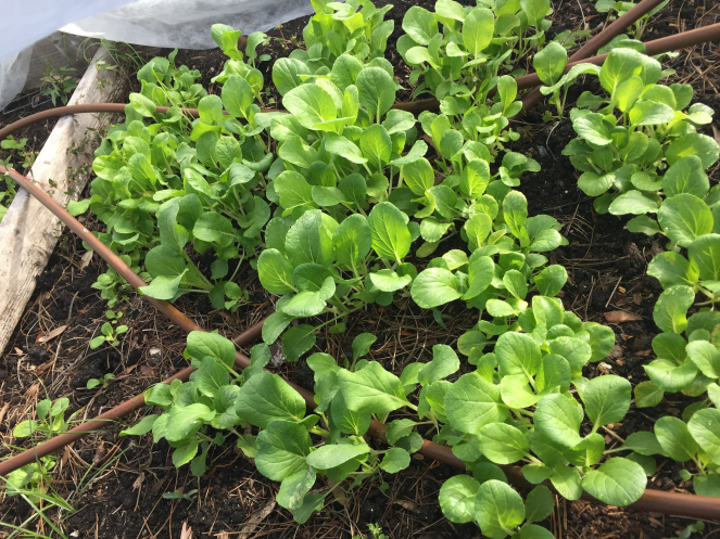 Garden Plumbing Benefits – Plants and Beyond