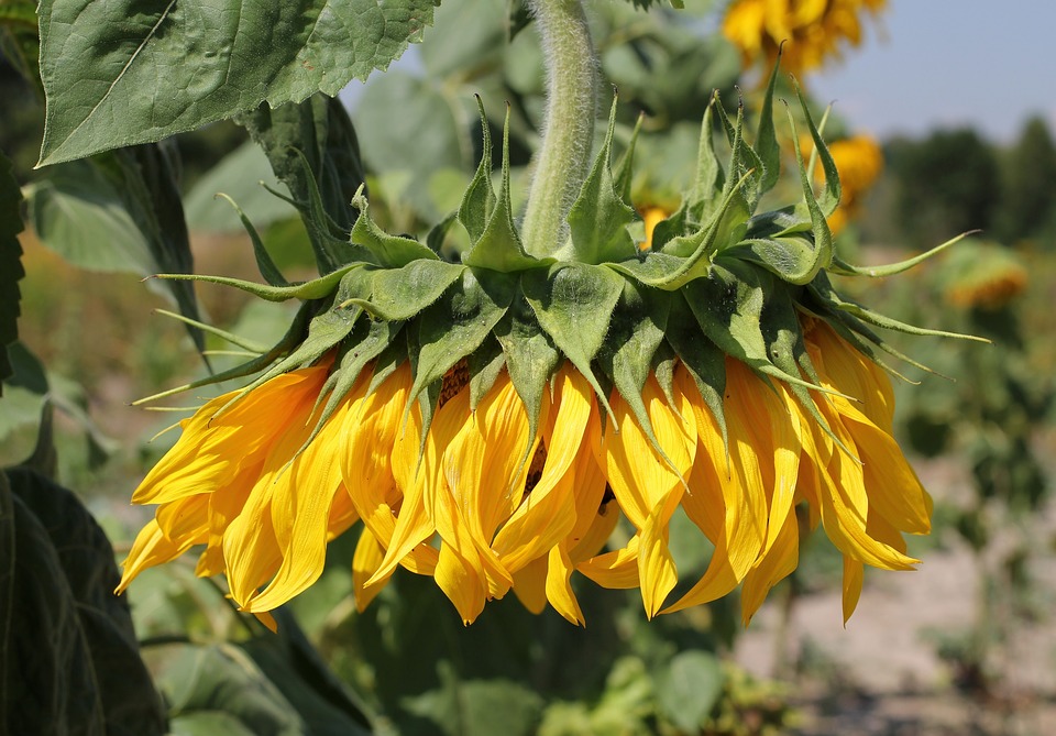 Reviving Damaged Plants – Plants and Beyond