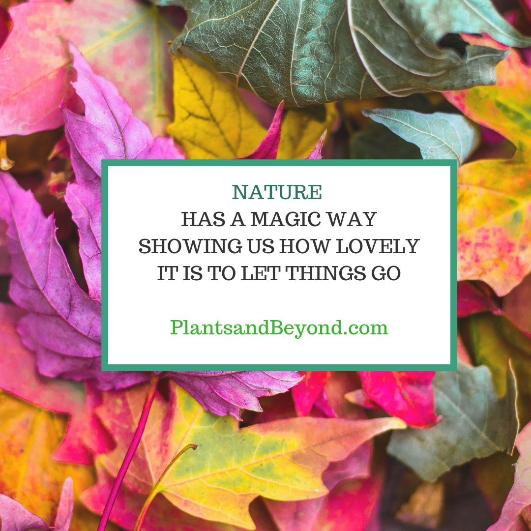 Letting Go – Plants and Beyond