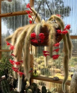 Happy Halloween and upcoming weekend to All – Plants and Beyond