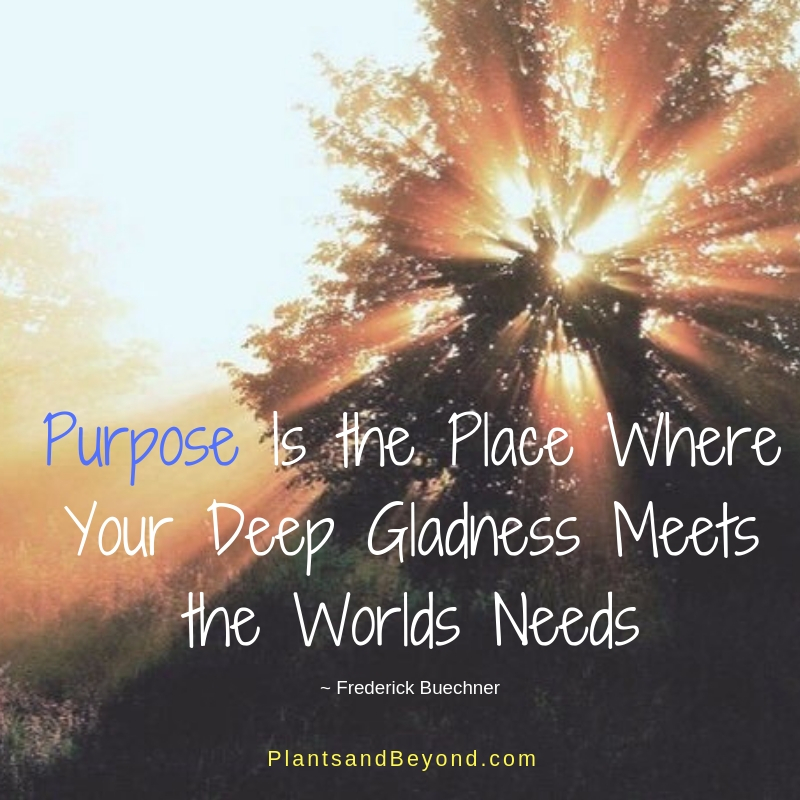 What Is Your Purpose? – Plants and Beyond