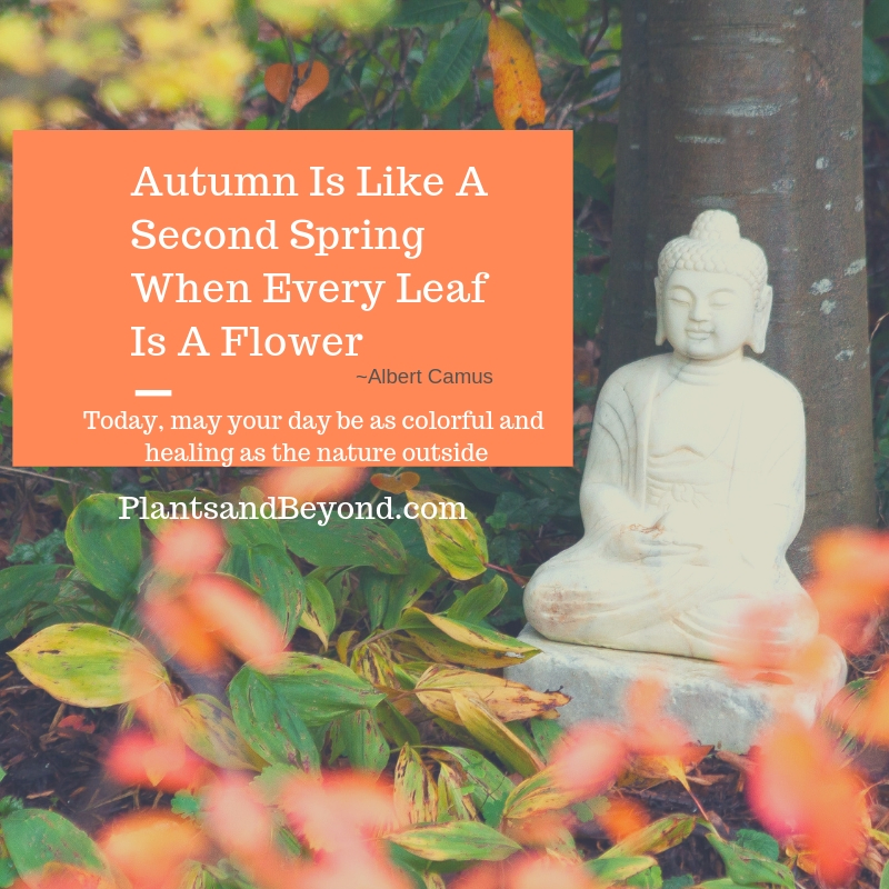 Autumn Is A Second Spring – Plants and Beyond