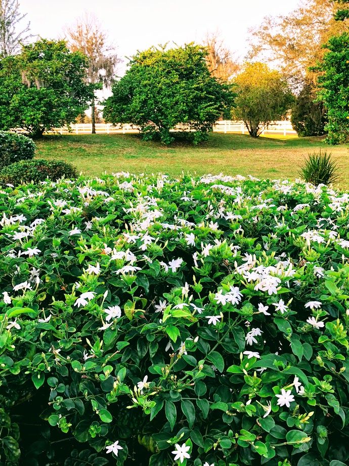 Florida Snow – Plants and Beyond