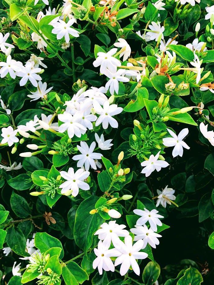 Florida Snow – Plants and Beyond
