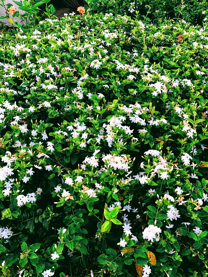 Florida Snow – Plants and Beyond