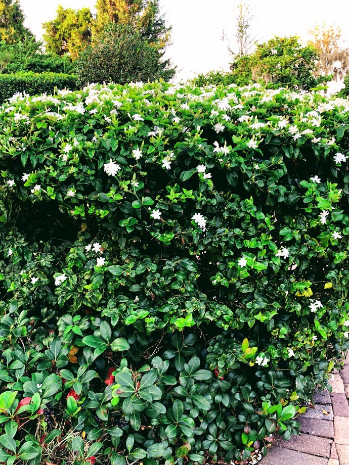 Florida Snow – Plants and Beyond
