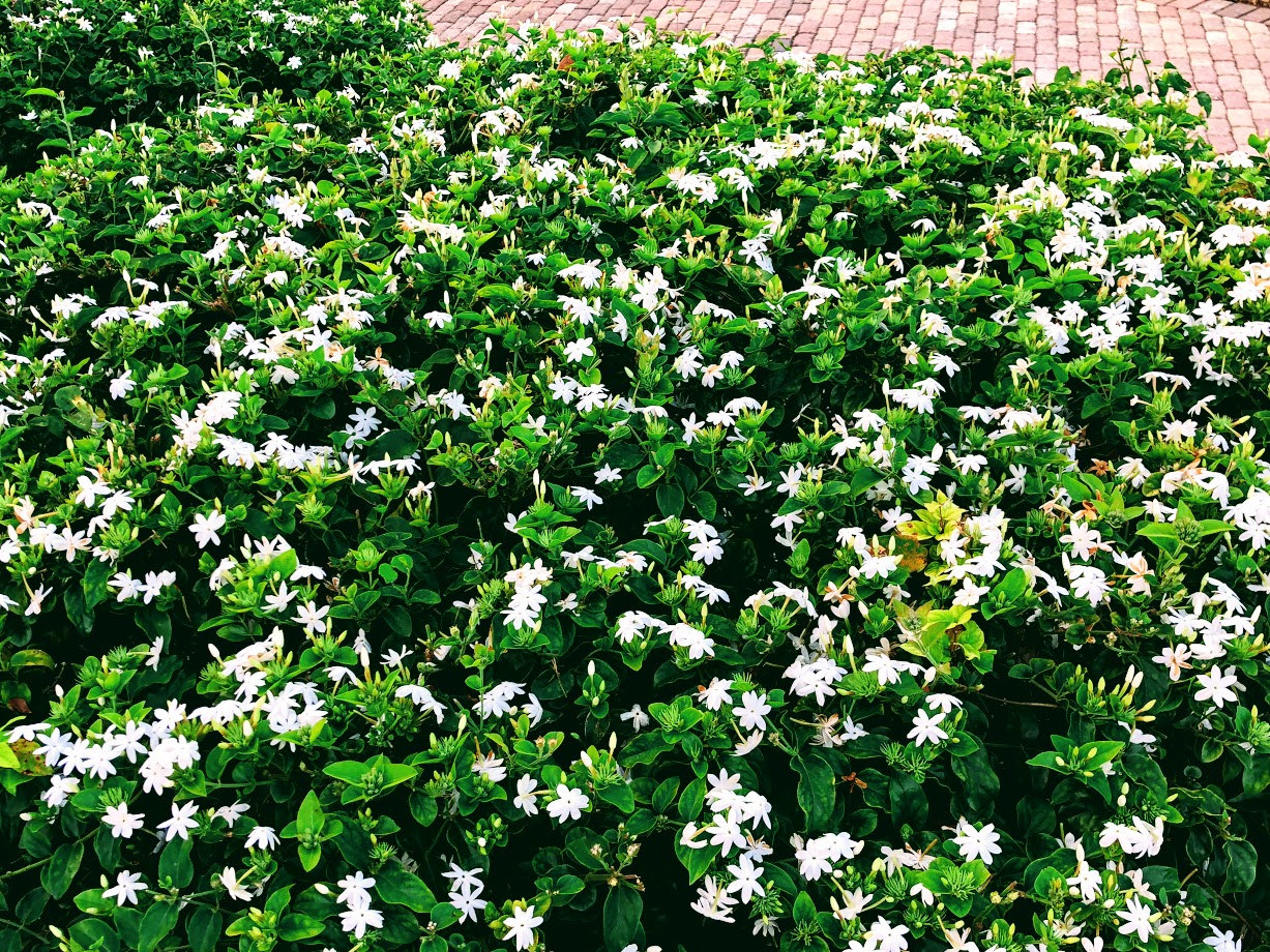 Florida Snow – Plants and Beyond