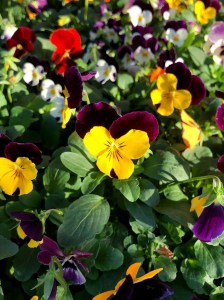 Edible Viola Flowers – Plants and Beyond