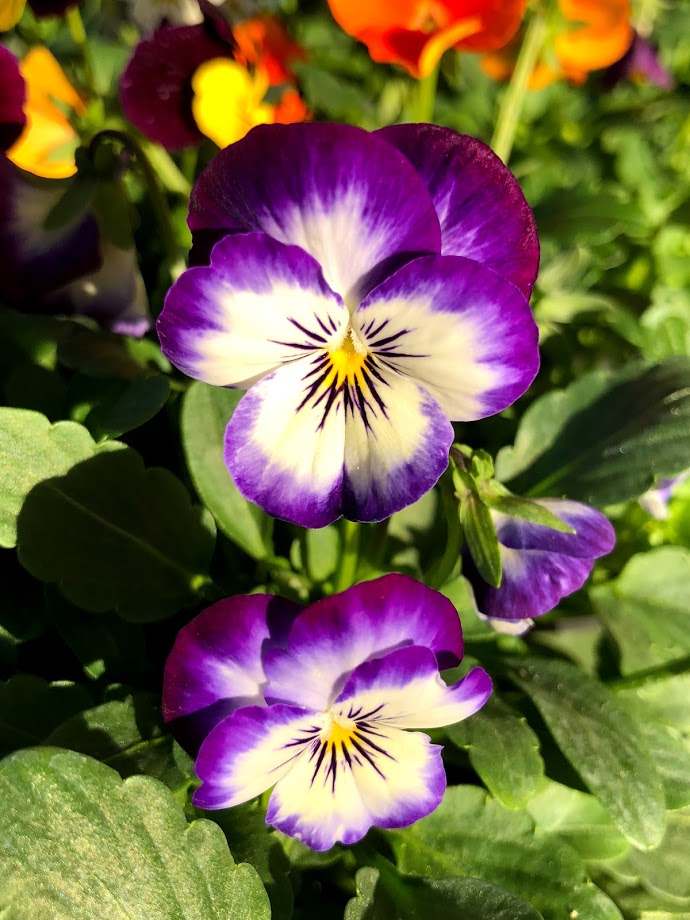 Edible Viola Flowers – Plants and Beyond