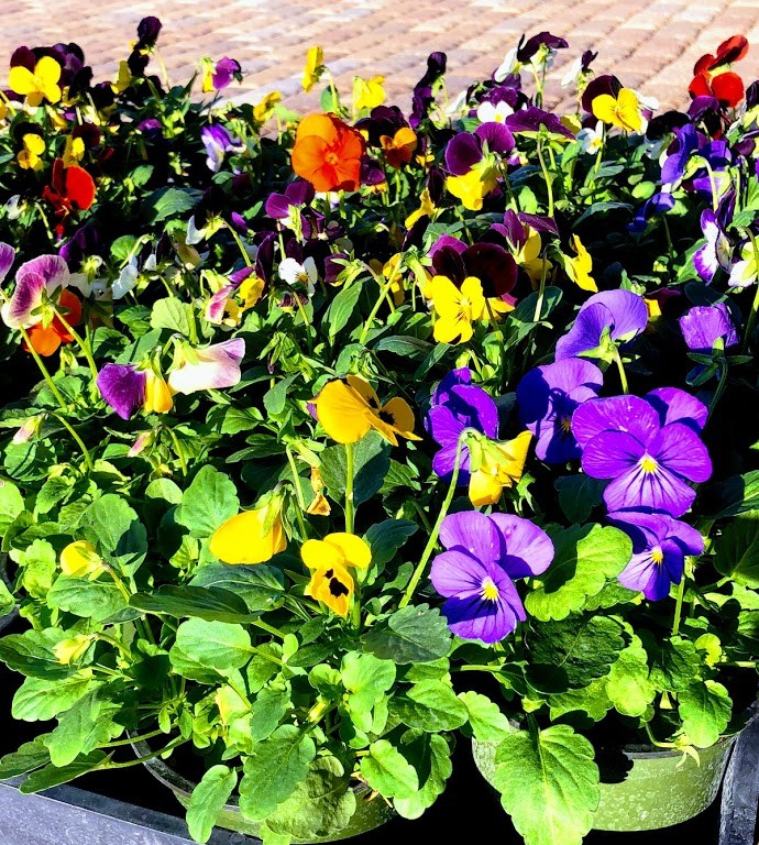 Edible Viola Flowers – Plants and Beyond