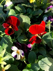 Edible Viola Flowers – Plants and Beyond