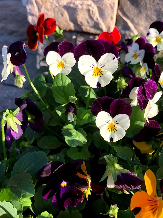 Edible Viola Flowers – Plants and Beyond