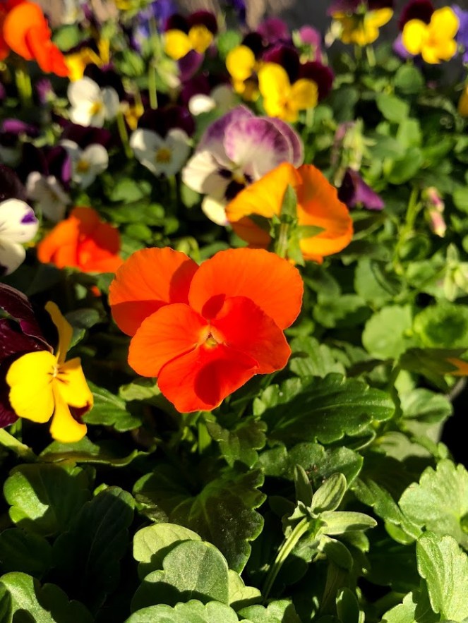 Edible Viola Flowers – Plants and Beyond