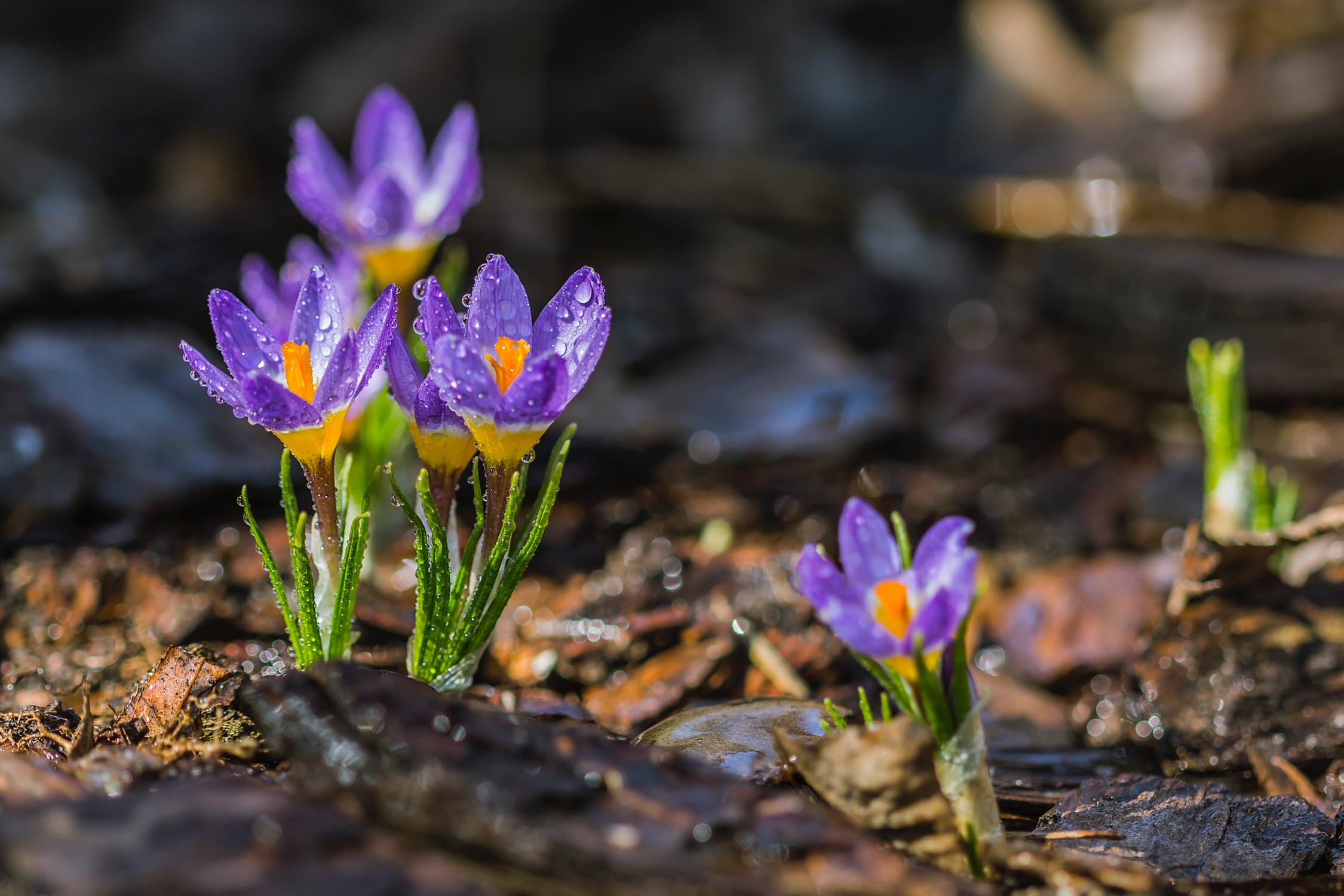 Spring Is The Season For Flowers – Plants and Beyond