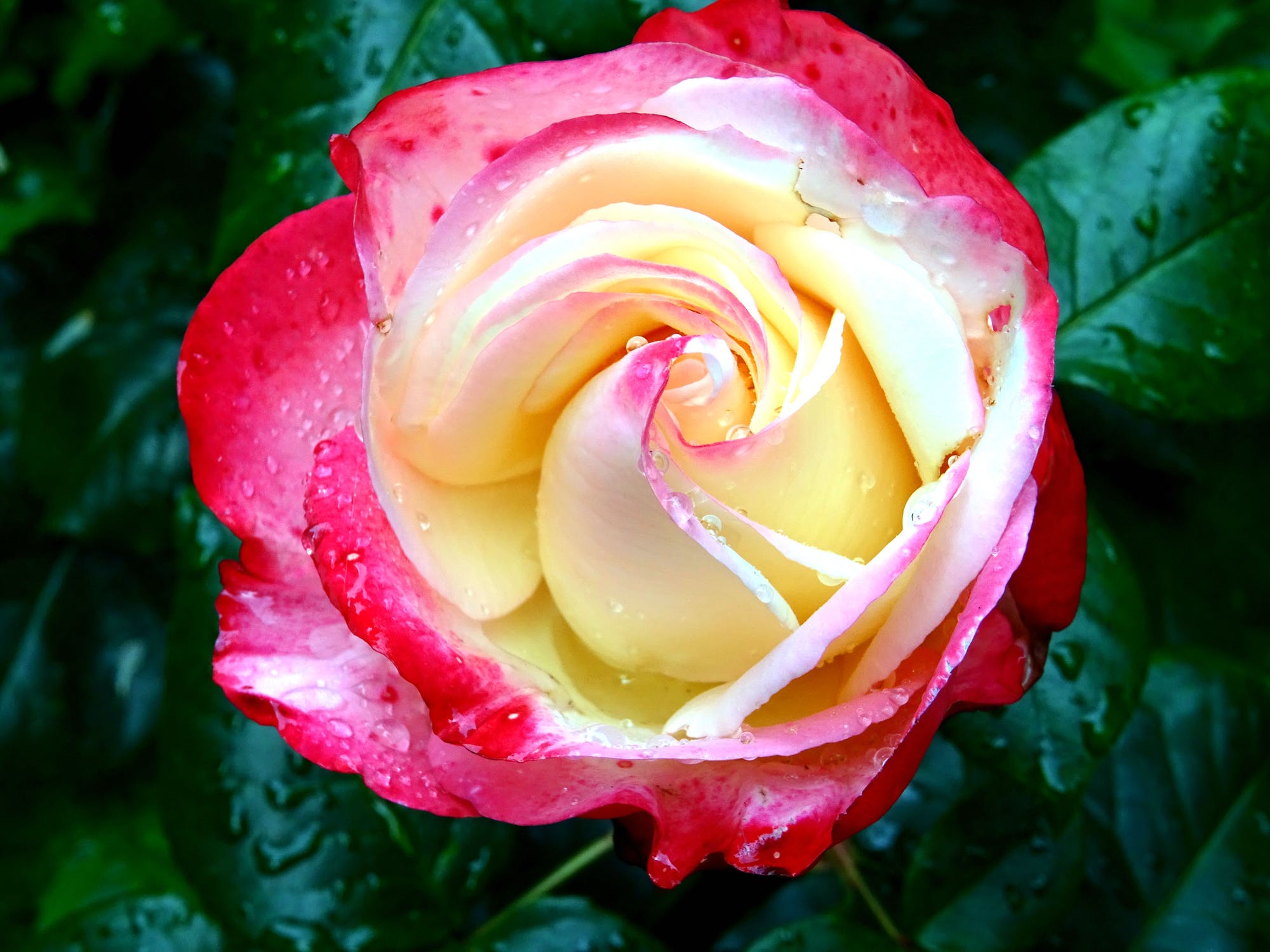 New Year, New Garden Plans! – Plants and Beyond