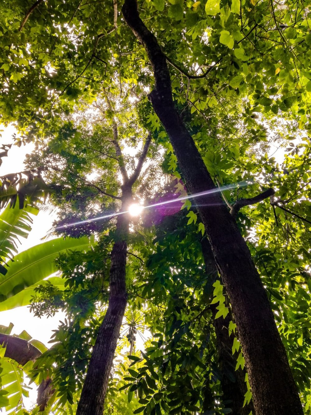 The Social Network Of Trees – Plants and Beyond