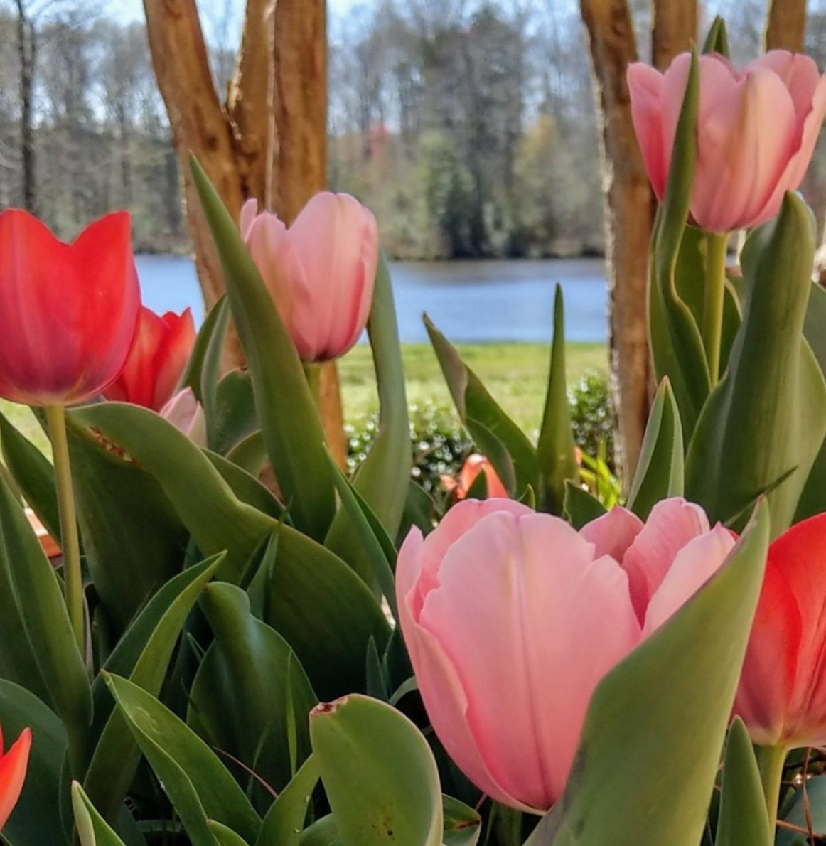 Spring Tulips – Plants and Beyond