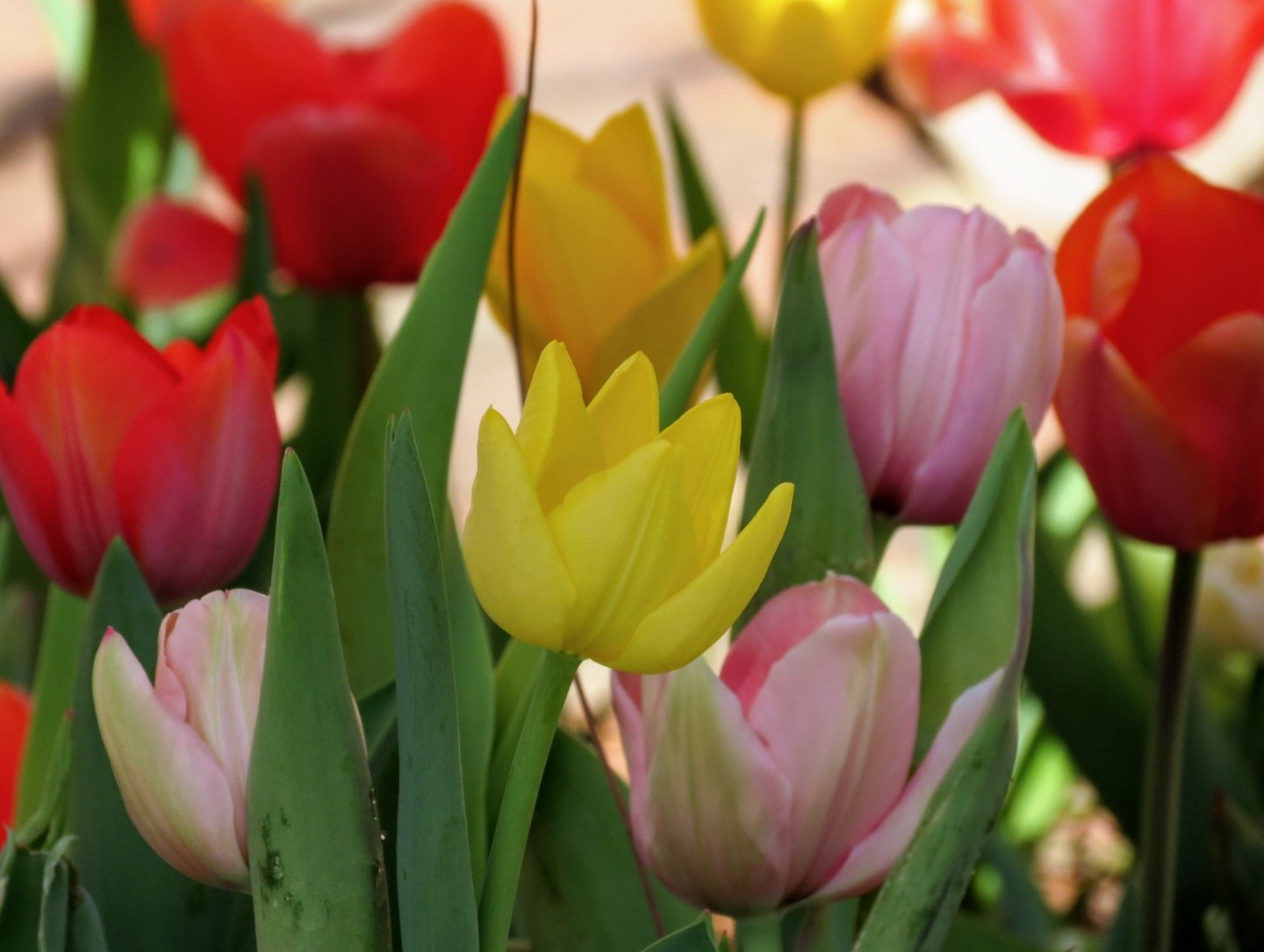 Spring Tulips – Plants and Beyond