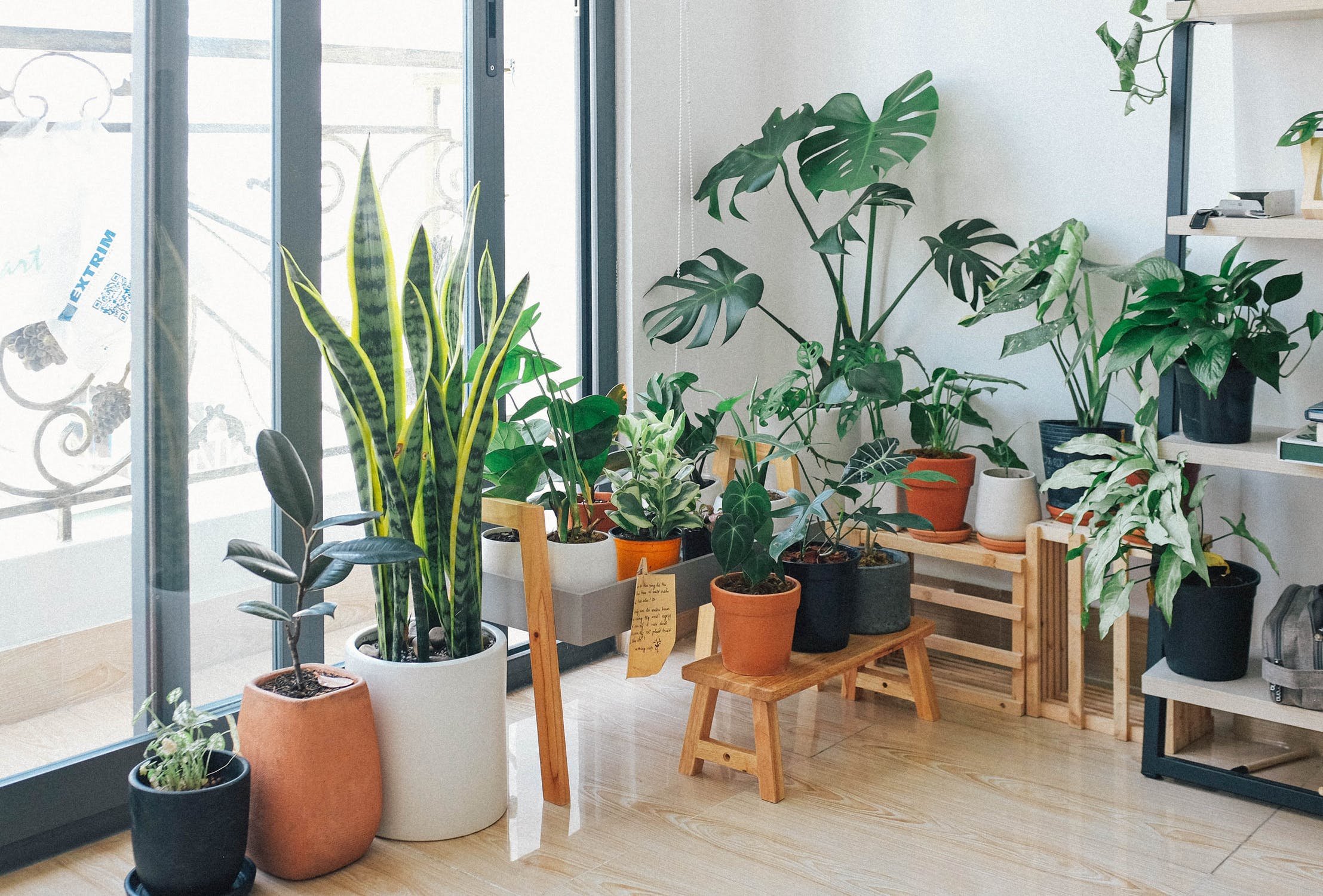 Plants and Beyond – Green Plants Based Living, Gardening and Home Care