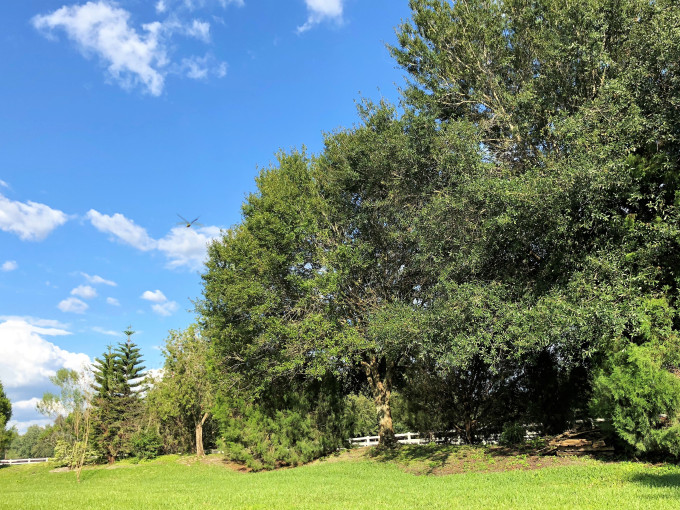 Grounding and Meditating – Plants and Beyond