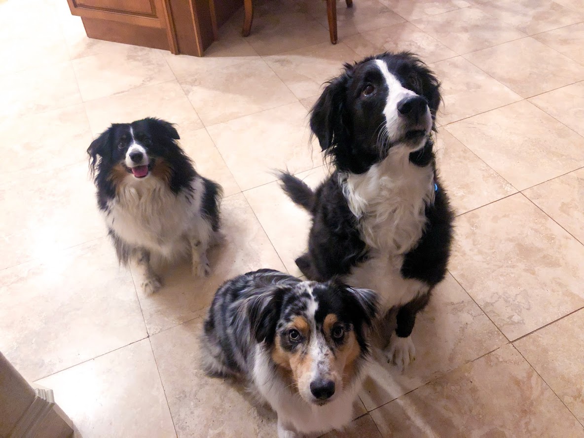 Pawsitive Day every Day – Plants and Beyond