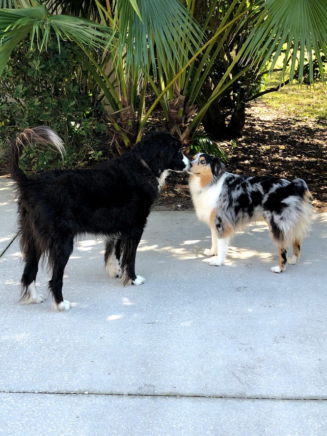 Pawsitive Day every Day – Plants and Beyond