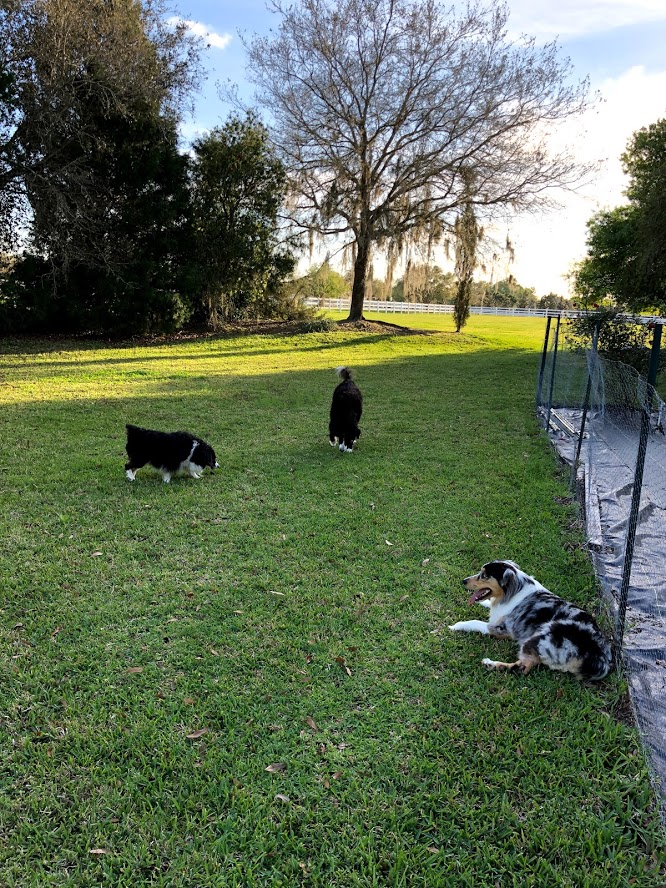 Pawsitive Day every Day – Plants and Beyond