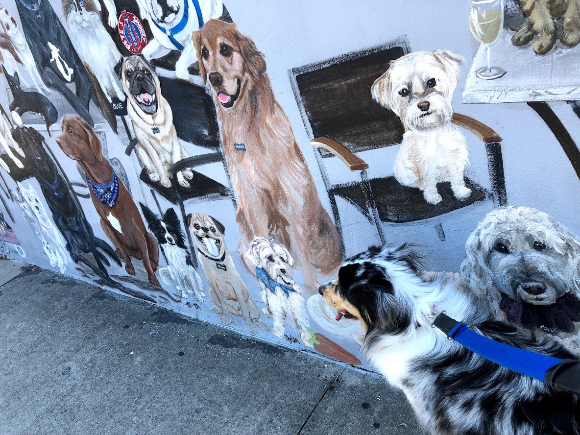 Pawsitive Day every Day – Plants and Beyond